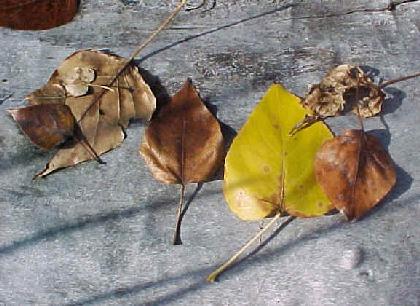 Device – Konsult Experiment